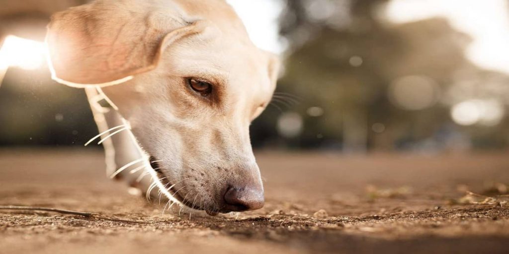 Dogs Sniff Good Smells With Their Left Nostril