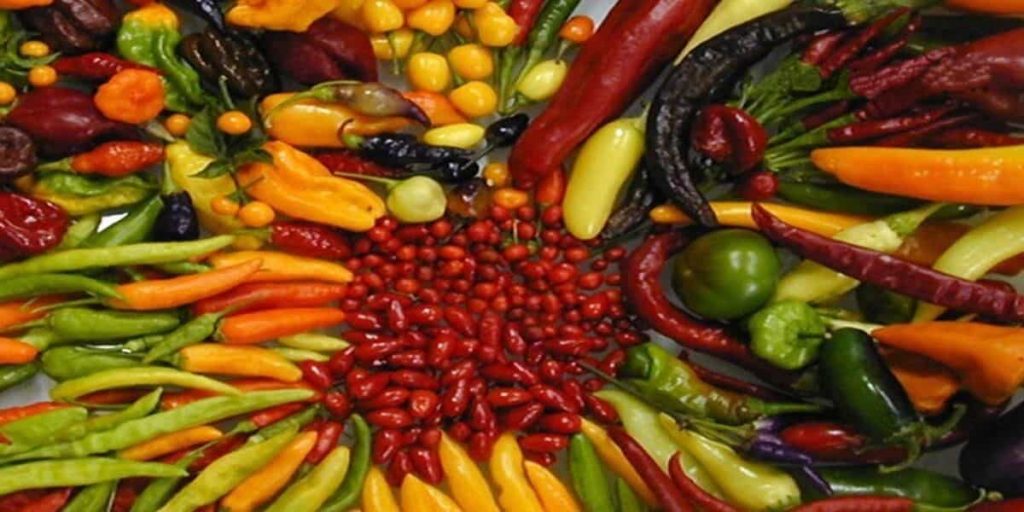 List of Indian Chillies (Mirchi) List of Indian Chillies (Mirchi)